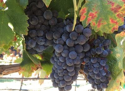 New Release: 2017 Zinfandel - Ancient Peaks