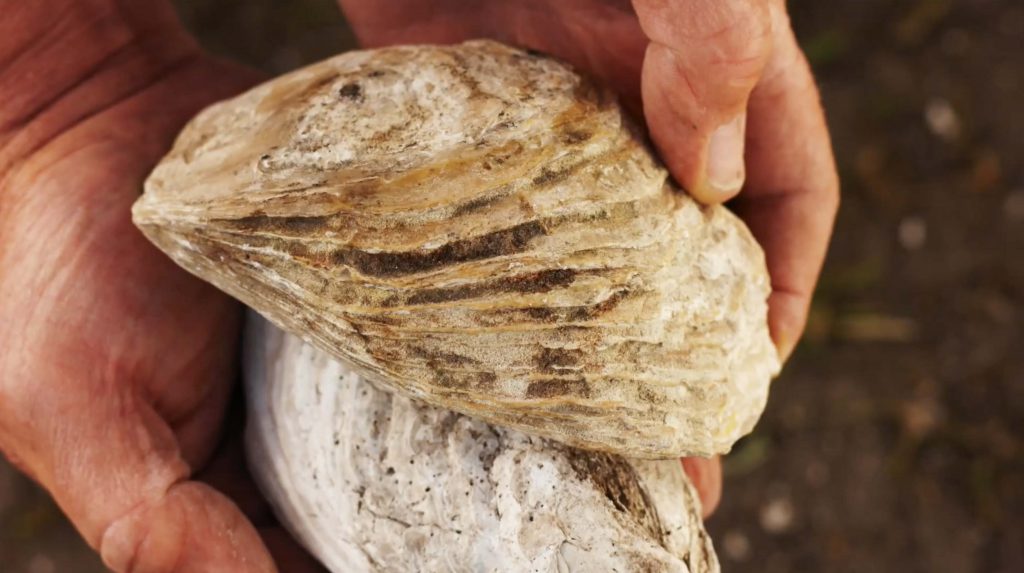 AP Soil Series: Ancient Sea Bed - Ancient Peaks