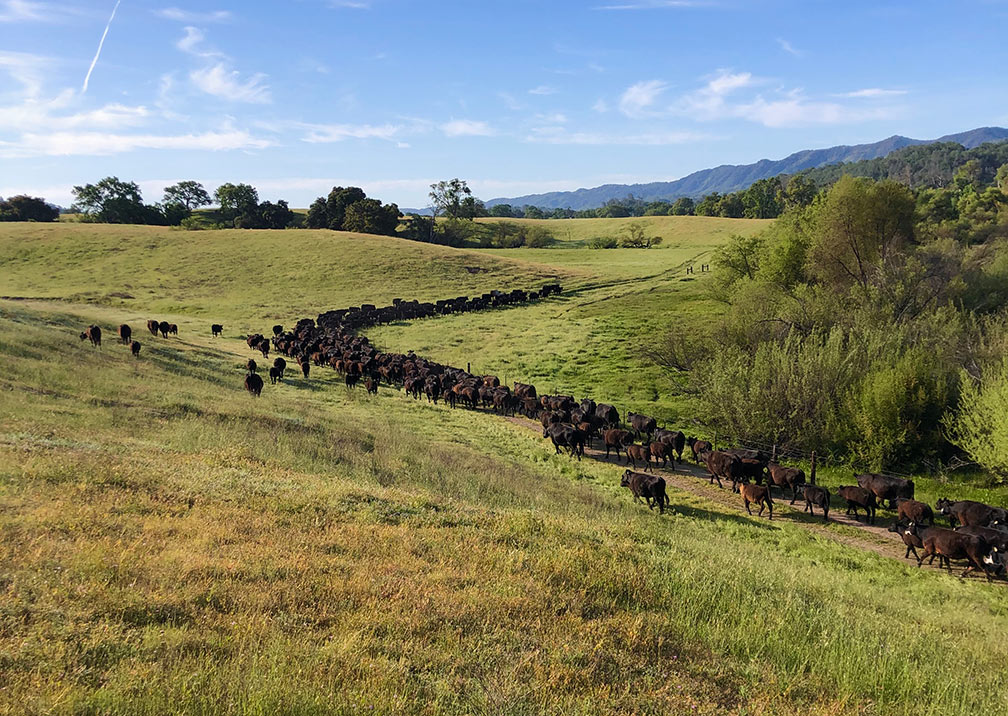 Amazing Graze - Ancient Peaks