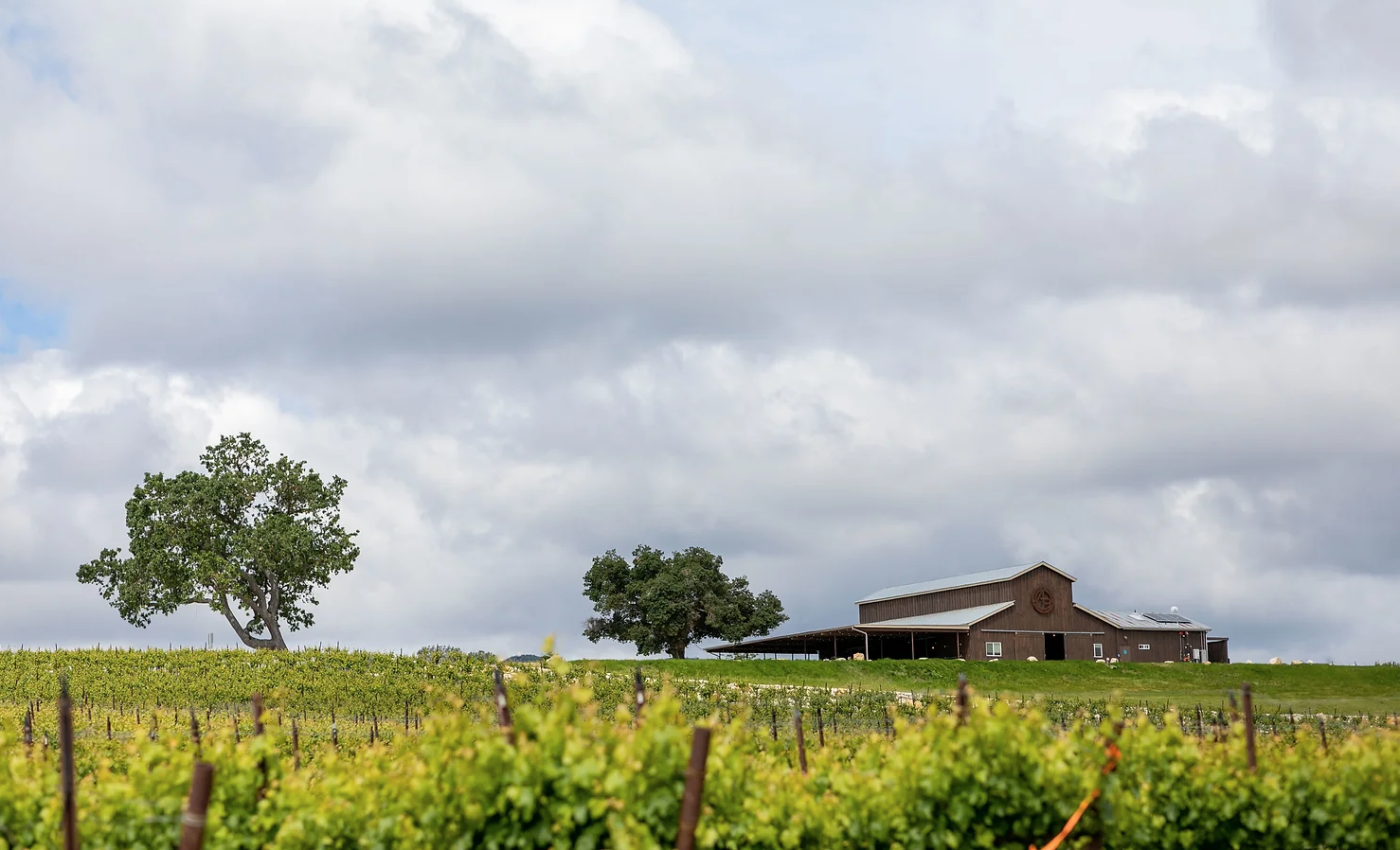 The Chalk Report: A Third Prodigious Cabernet Sauvignon Region Emerges ...