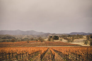 Winter in the Vineyard: More Than Meets the Eye - Ancient Peaks